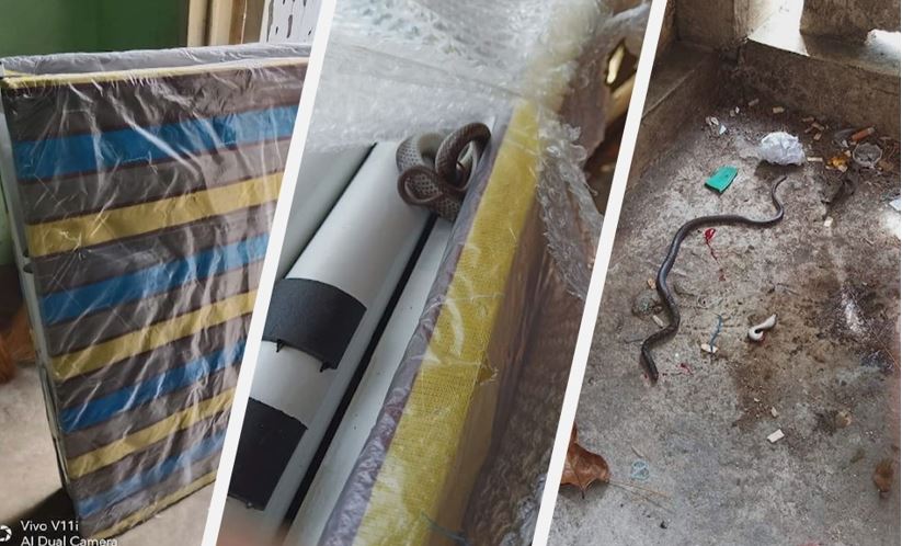 '11.11' order online came with two snakes | PLN Media