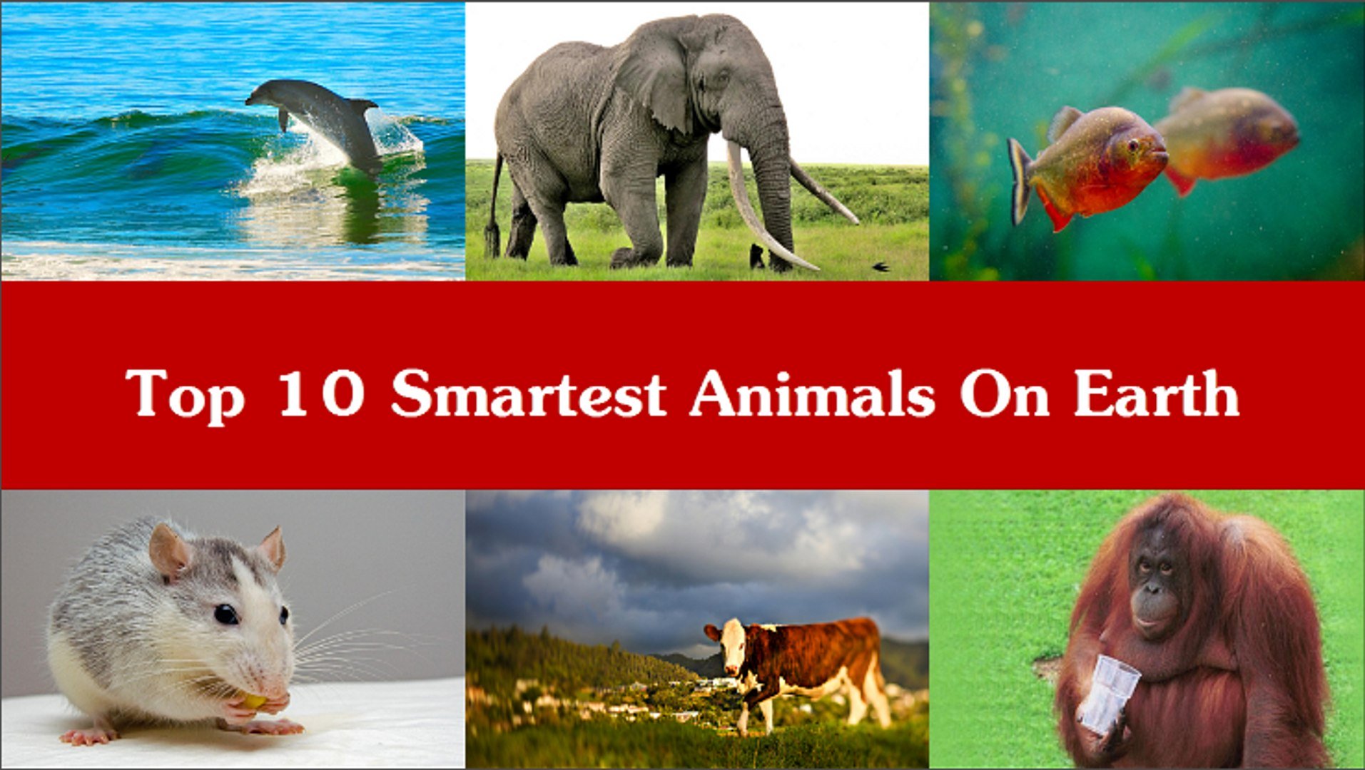 Meet These 10 Smartest Animals In The World PLN Media