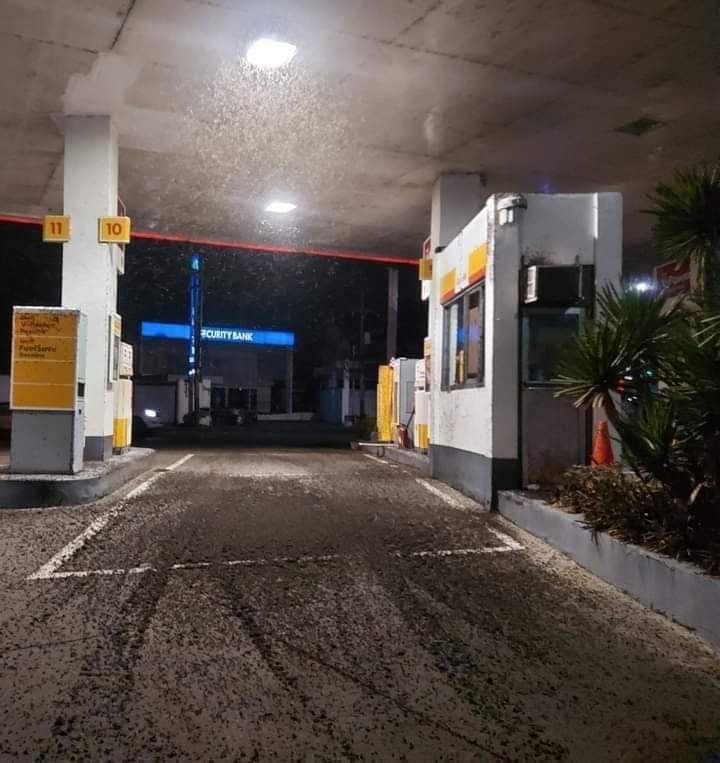 'Alitangya' or rice black bugs attack Pampanga | PLN Media