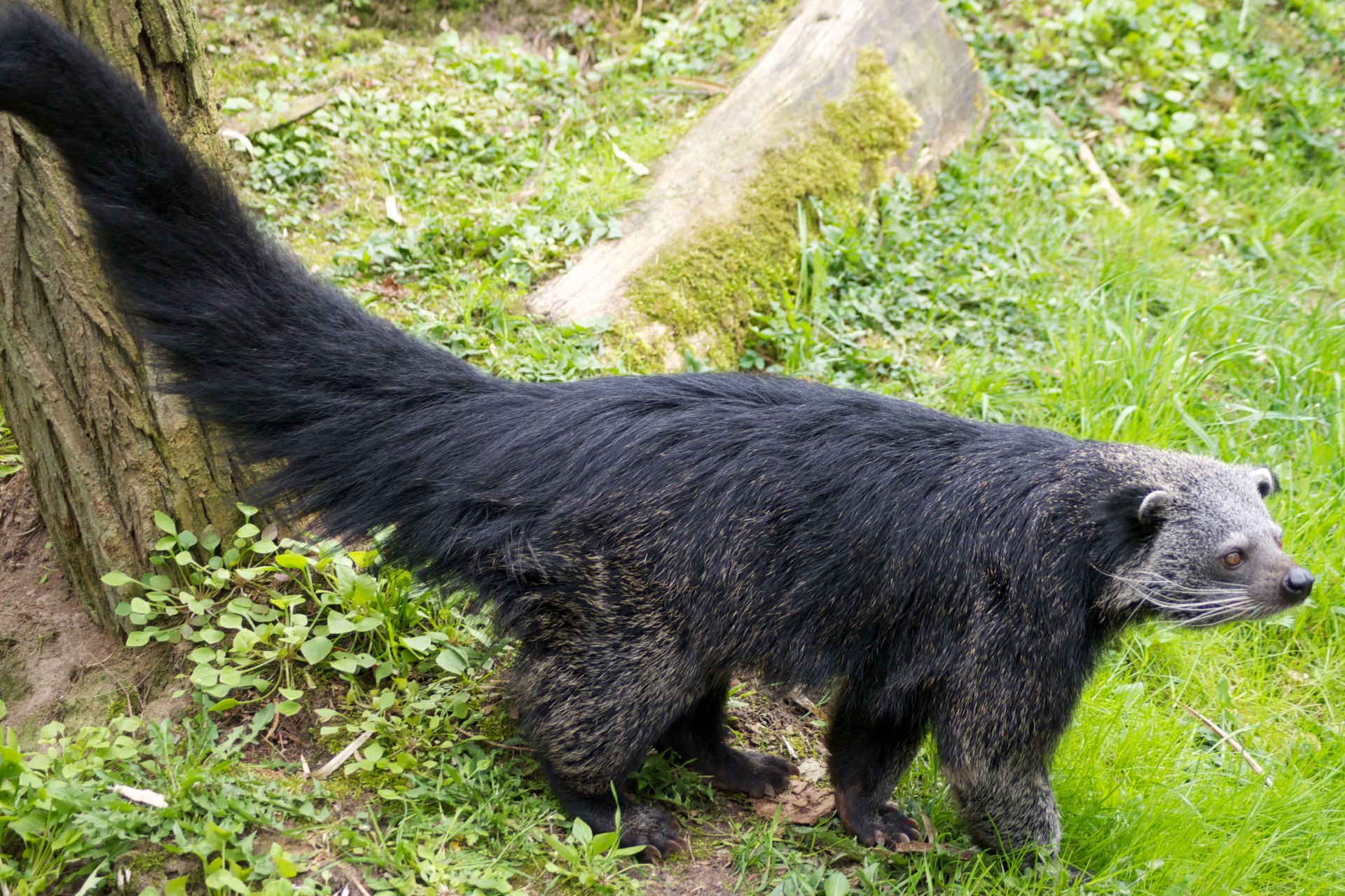 The unique, beautiful and amazing animals of the Philippines | PLN Media