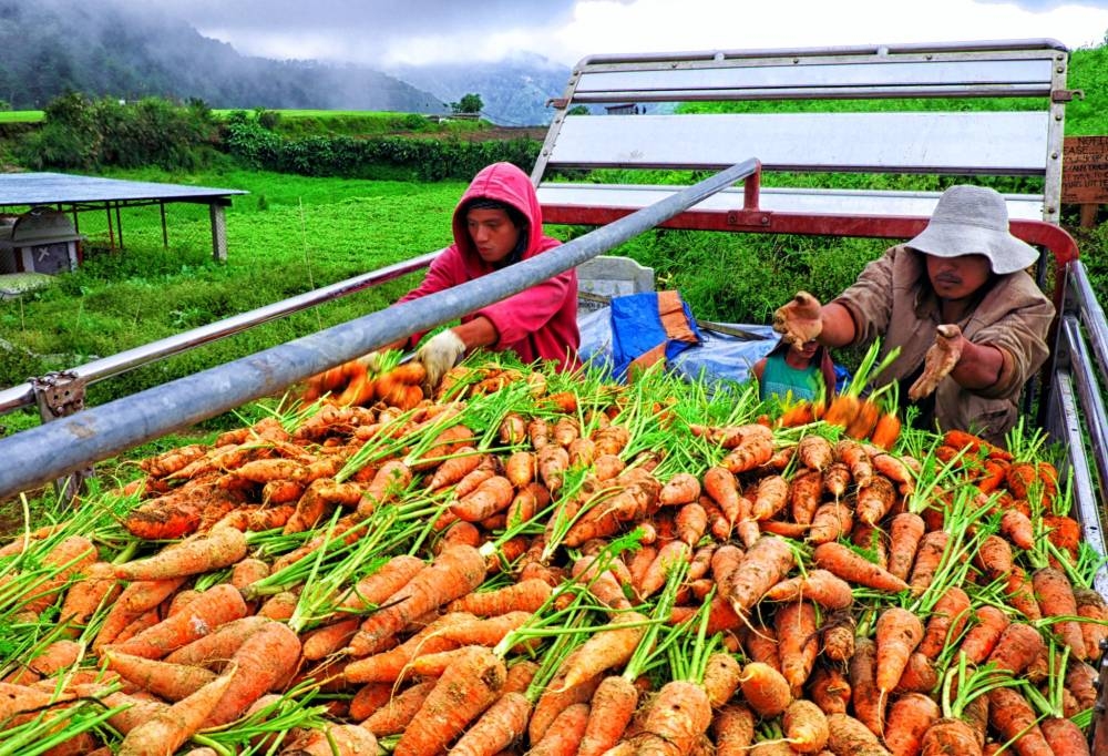Benguet farmers losing P2.5M daily due to smuggled carrots | PLN Media