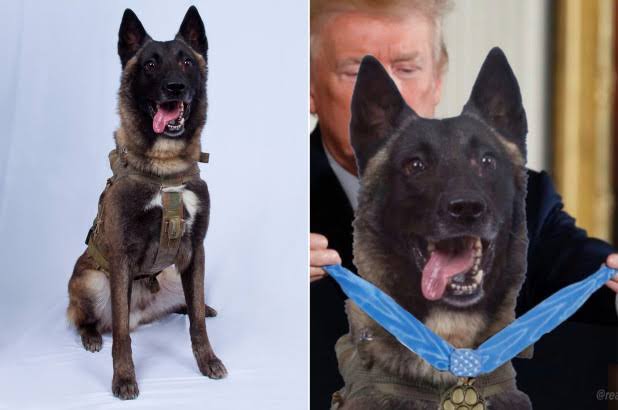 Meet Conan, the hero dog who helped hunt down ISIS leader | PLN Media