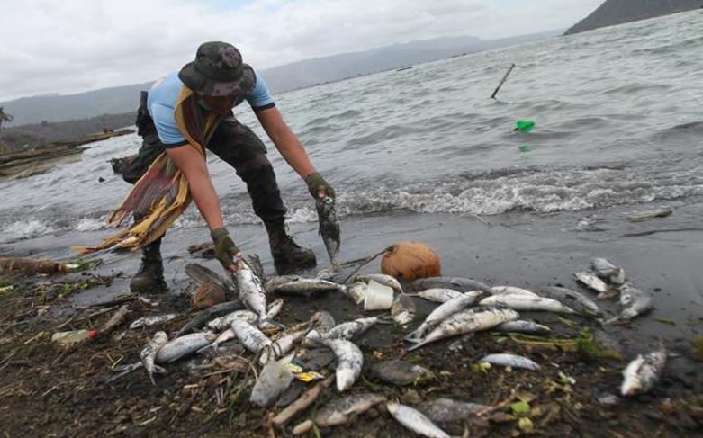 Fish kill in Taal Lake nothing to do with volcanic sulfur dioxide: BFAR ...