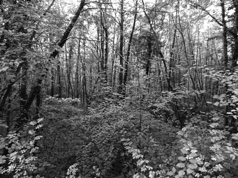 Forest ranger hacked to death in El Nido Palawan | PLN Media