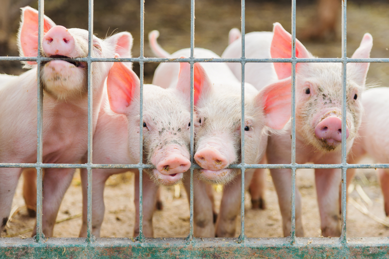 Hog raisers oppose farm gate price set by DA | PLN Media