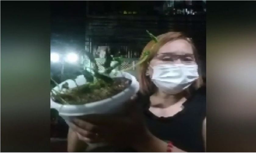 Woman robbed while live selling plants | PLN Media