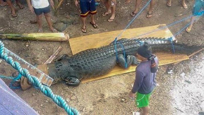 Enormous saltwater crocodile caught on Palawan after fisherman killed ...
