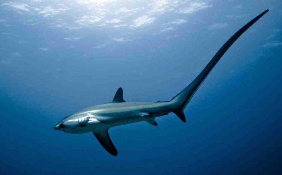 Rare 'ninja sharks' studied off Malapascua Island in Cebu | PLN Media