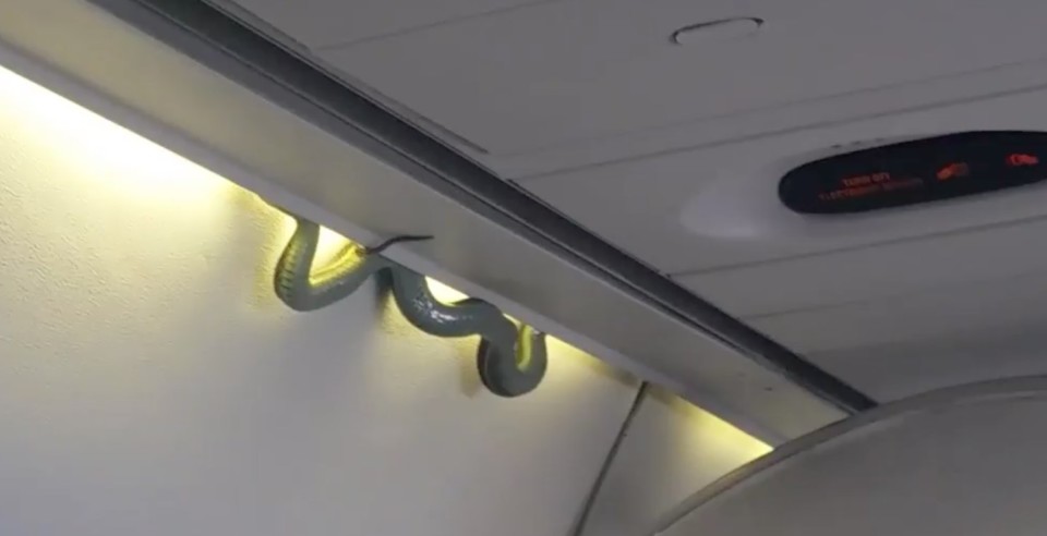 VIDEO: Snake appears from overhead compartment during flight | PLN Media